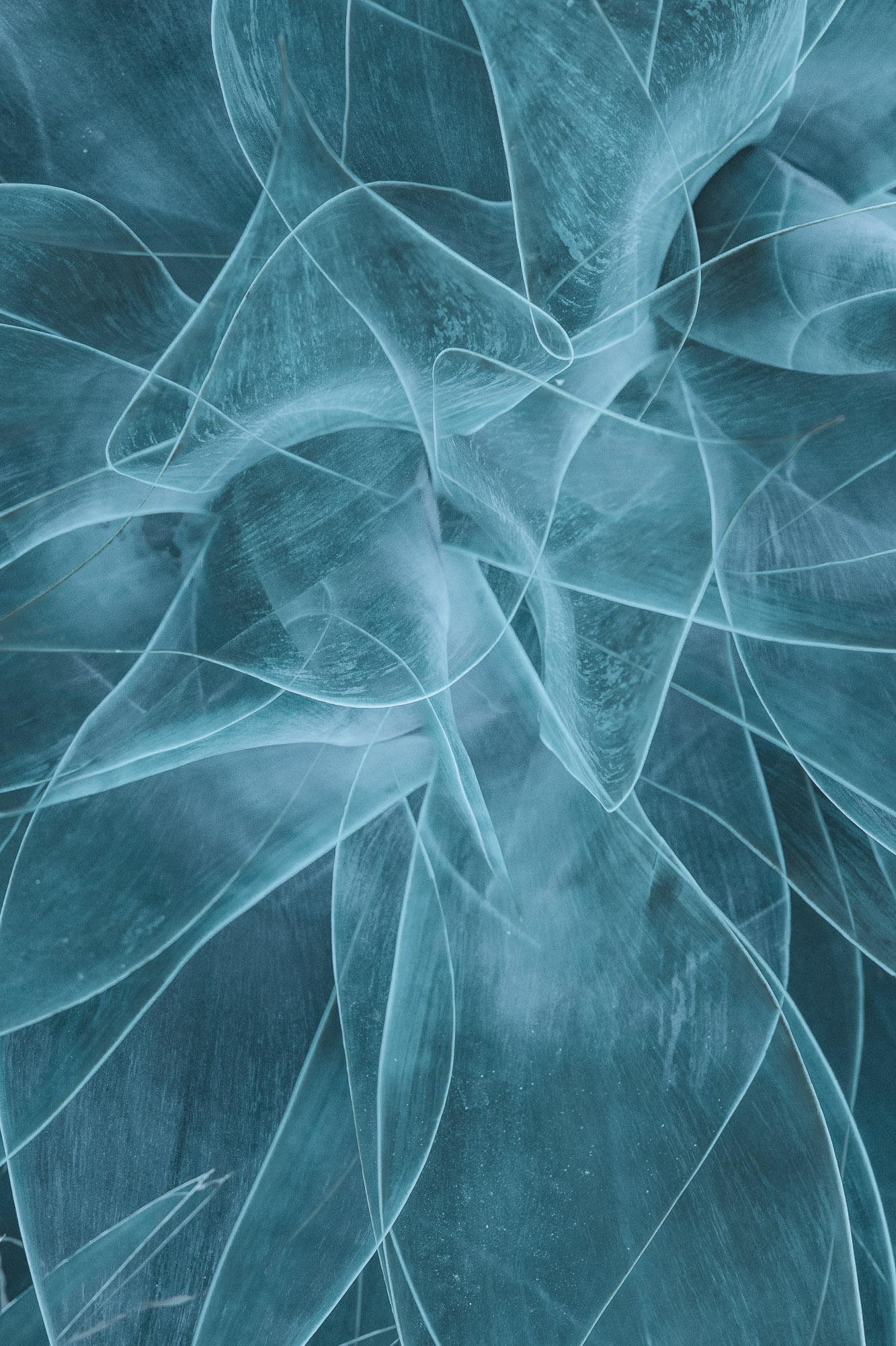 Using the Canon EOS R Mirrorless Camera for Multiple Exposure & ICM ...