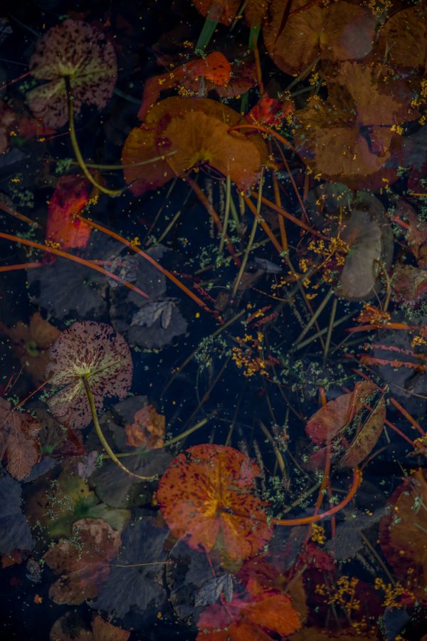 Using the Canon EOS R Mirrorless Camera for Multiple Exposure & ICM ...