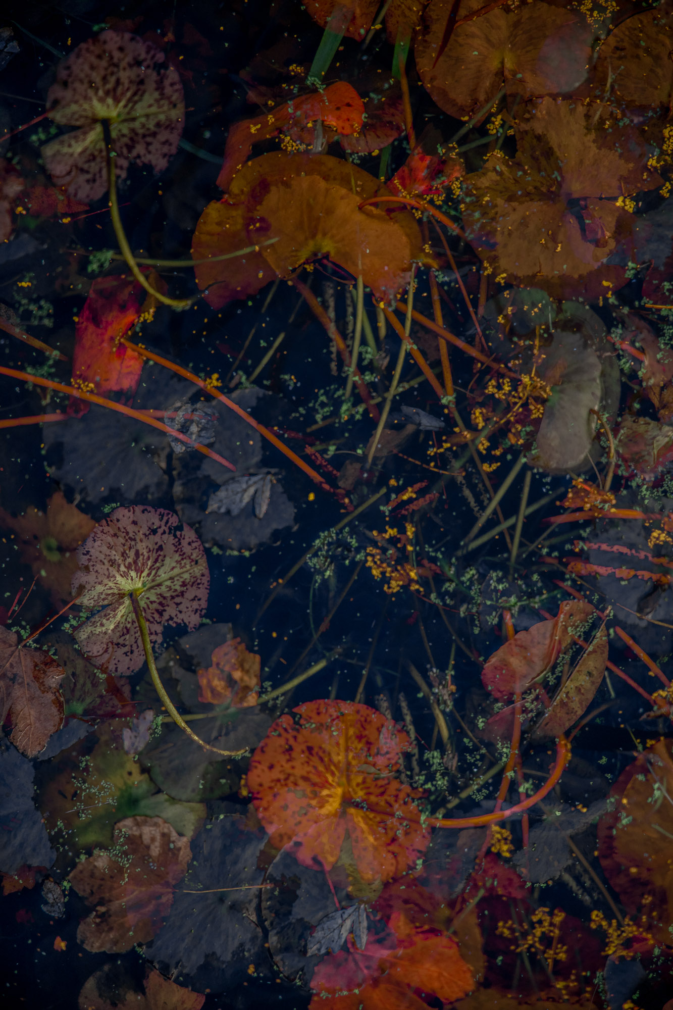 Using the Canon EOS R Mirrorless Camera for Multiple Exposure & ICM ...