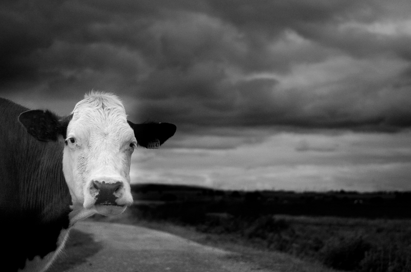 Chris Friel (photographer) - Alchetron, the free social encyclopedia